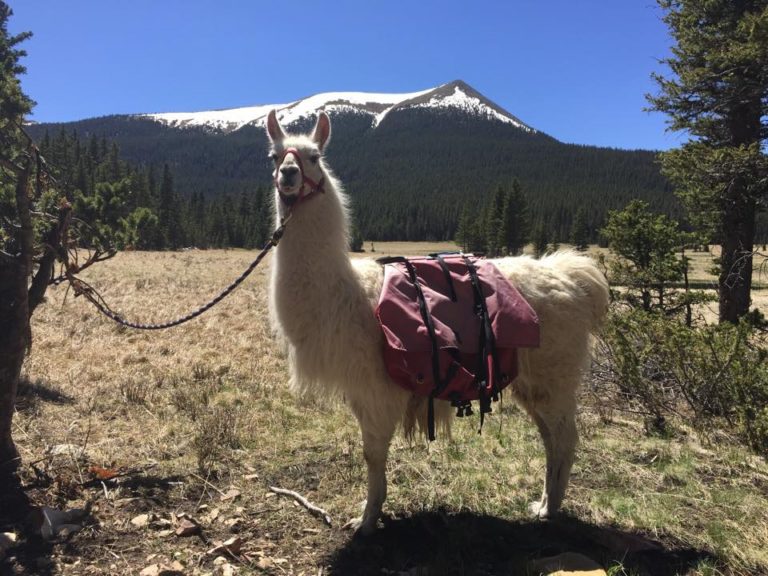 Wild Earth Llama Adventures | Outdoorecreation